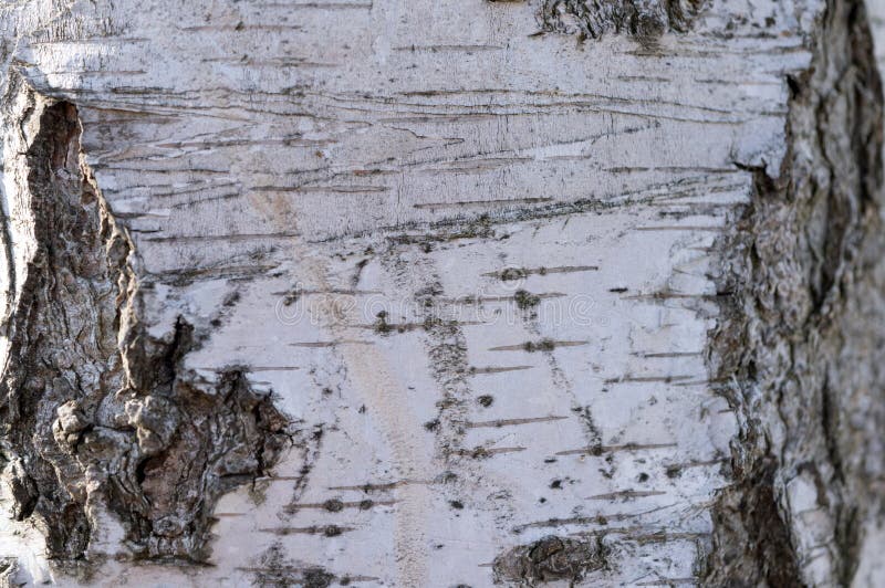 Background Of Birch Wood Texture Closeup Stock Photo - Image of birch ...