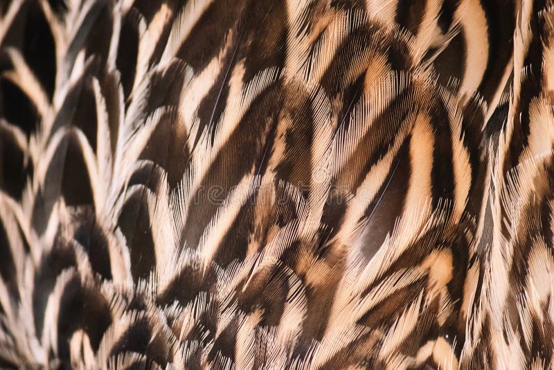 Background from Bird Feathers Close Up. Wild Duck Wing. Texture for ...