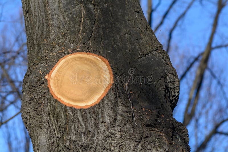 Background of Black Autumn Tree Trunk. Tree Trunk with Circle Cu Stock ...