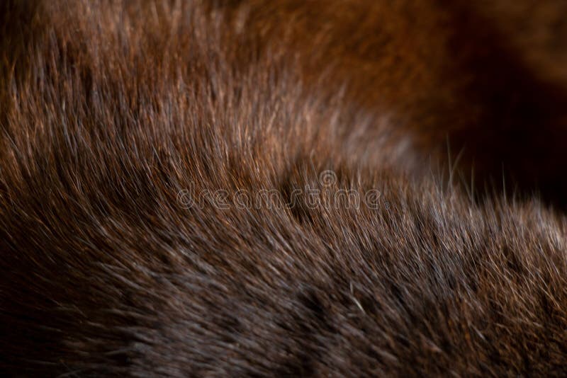 Background of Black Cat Fur Close Up, Black Cat, Wool Stock Photo ...