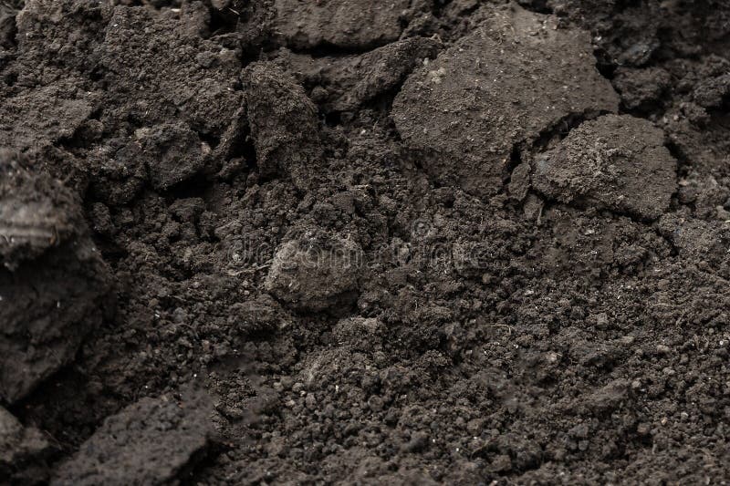 Background Or Texture Of Soil In Rural. Black Earth, Humus. Stock Image ...