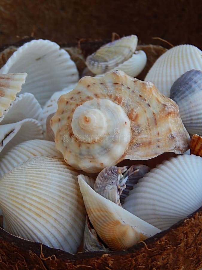Background from the Black Sea Seashells with Coconut. Stock Image ...