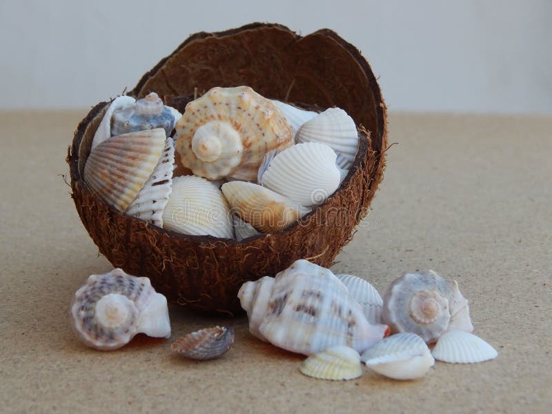 Background from the Black Sea Seashells with Coconut. Stock Image ...
