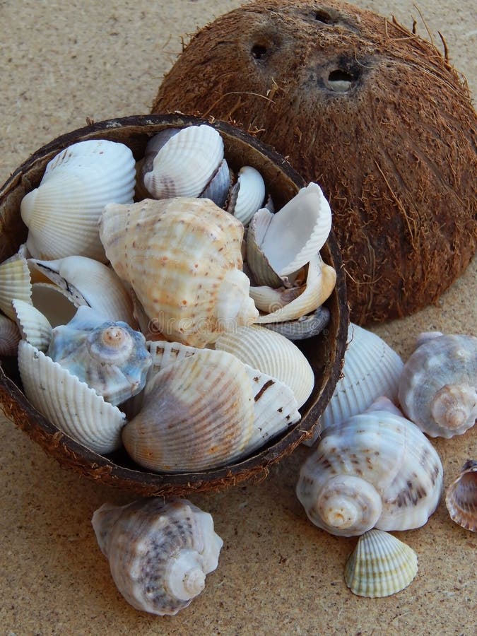 Background from the Black Sea Seashells with Coconut. Stock Photo ...