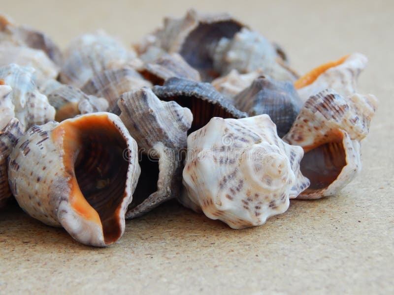 Background from the Black Sea Seashells Collected Stock Image - Image ...