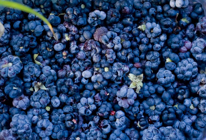 Background of blackberries stock image. Image of berry - 127912013