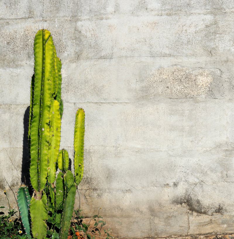 Background Block Wall Has Cactus Tree Stock Image - Image of split ...