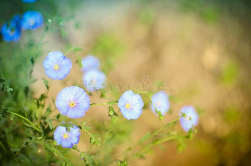 Background of Blooming Blue Flax Stock Image - Image of flax ...