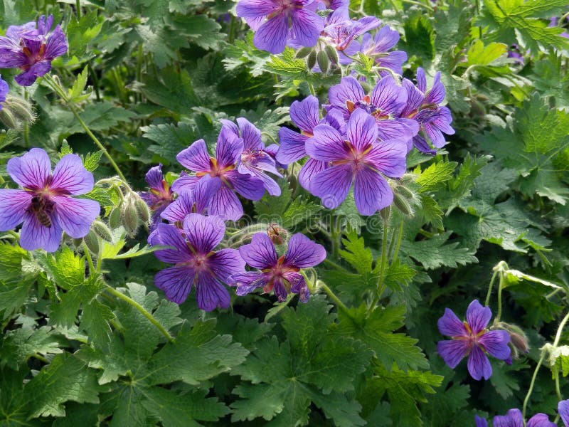 Background of Blooming Blue Purple Garden Geranium with Bees Stock ...