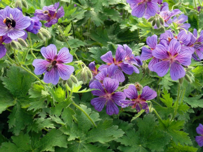Background of Blooming Blue Purple Garden Geranium with Bees Stock ...