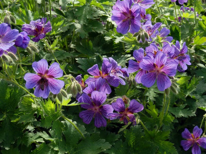 Background of Blooming Blue Purple Garden Geranium with Bees and ...