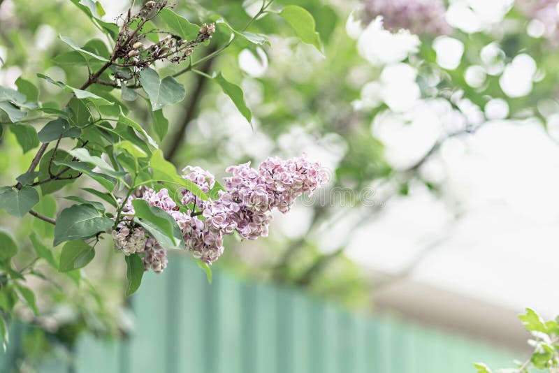 Background from Blooming Branches of Pink Lilac. Spring Stock Image ...