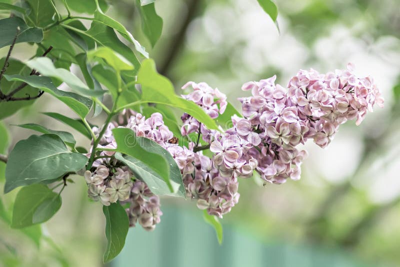 Background from Blooming Branches of Pink Lilac. Spring Stock Photo ...