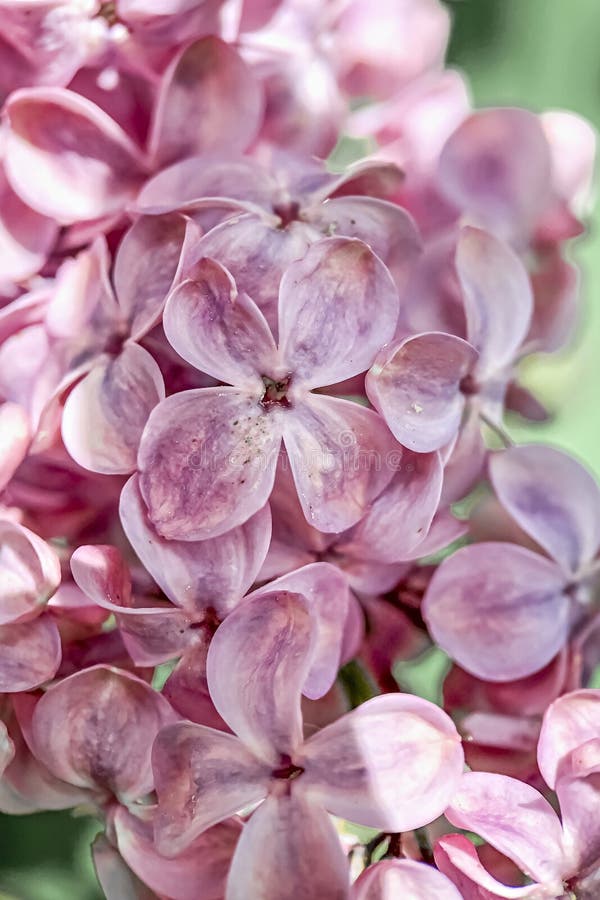 Background from Blooming Branches of Pink Lilac. Spring Stock Photo ...