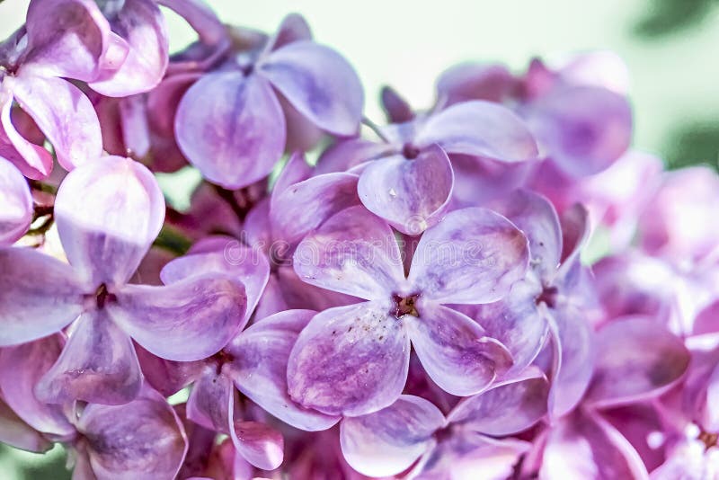 Background from Blooming Branches of Pink Lilac. Spring Stock Photo ...