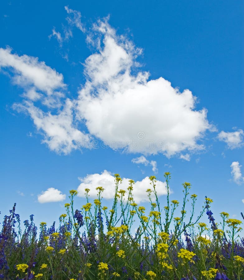 Background of Blooming Flowers Stock Image - Image of blooming, blossom ...