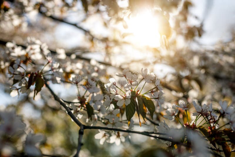 Background with Blooming Flowers on a Spring Day Stock Photo - Image of ...