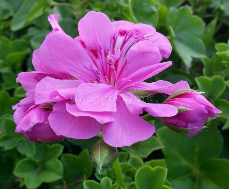 Geranium Pink and Purple Flowers Stock Image - Image of npozadí, summer ...