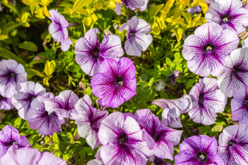 Background of Blooming Petunias Stock Image - Image of cultivar, fresh ...