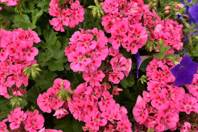 Background of the Blooming Pink Geranium Stock Photo - Image of garden ...