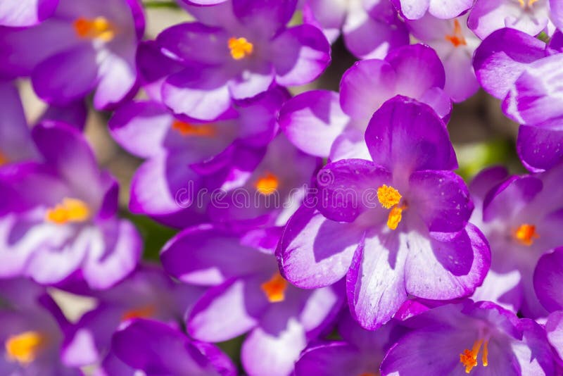 Background of Blooming Purple Crocuses Stock Image - Image of beauty ...