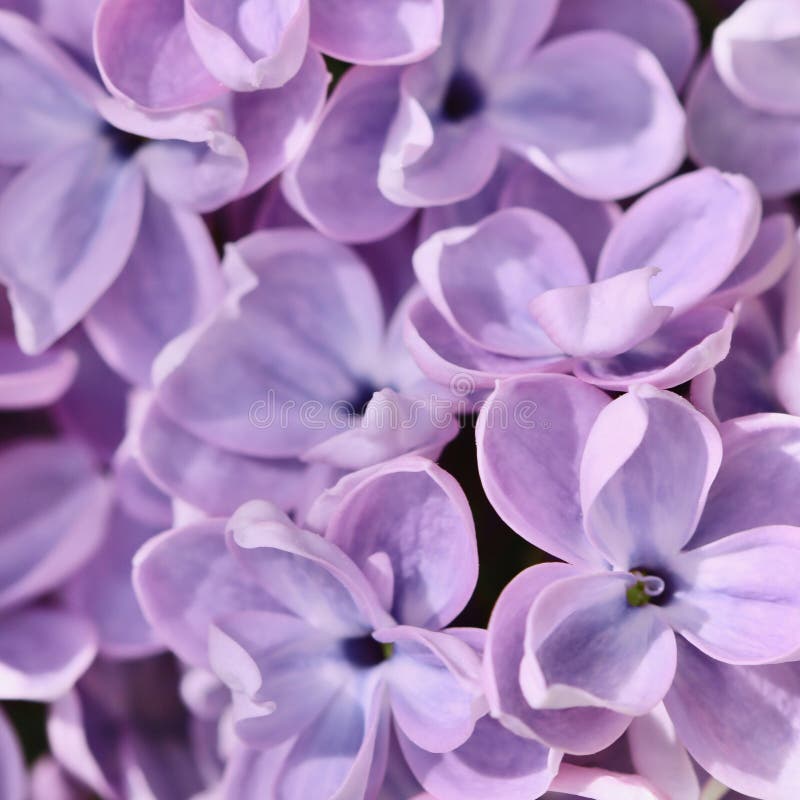 Background of Blooming Purple Terry Lilac. Soft Focus Stock Photo ...