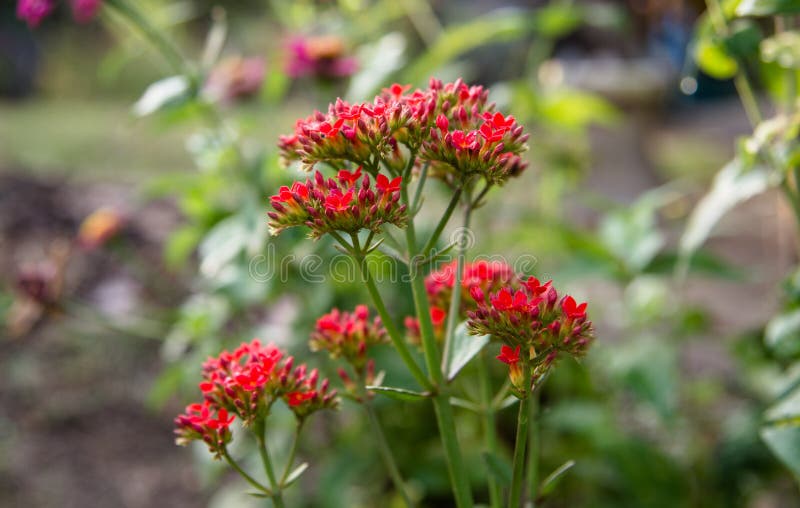 Background Blooming of Stone Rose Flower Stock Photo - Image of ...