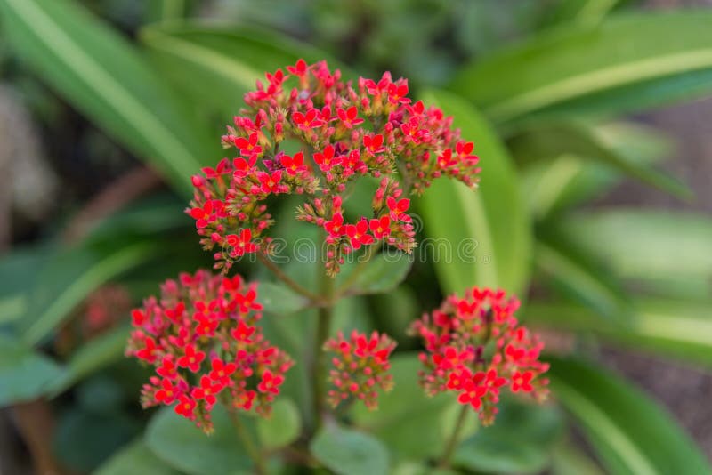 Background Blooming of Stone Rose Flower Stock Image - Image of life ...