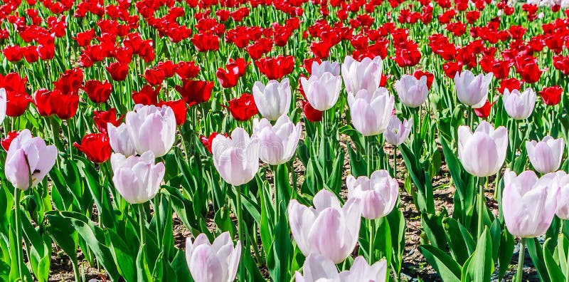 Background from Blooming Tulips of Two Colors Stock Image - Image of ...