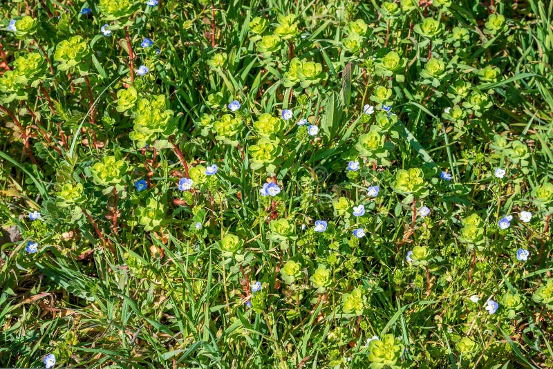 Background of Blooming Violets in the Field. Stock Photo - Image of ...