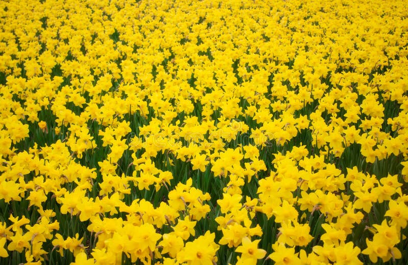 Background of Blooming Yellow Daffodils Flower Field. Spring Flower ...