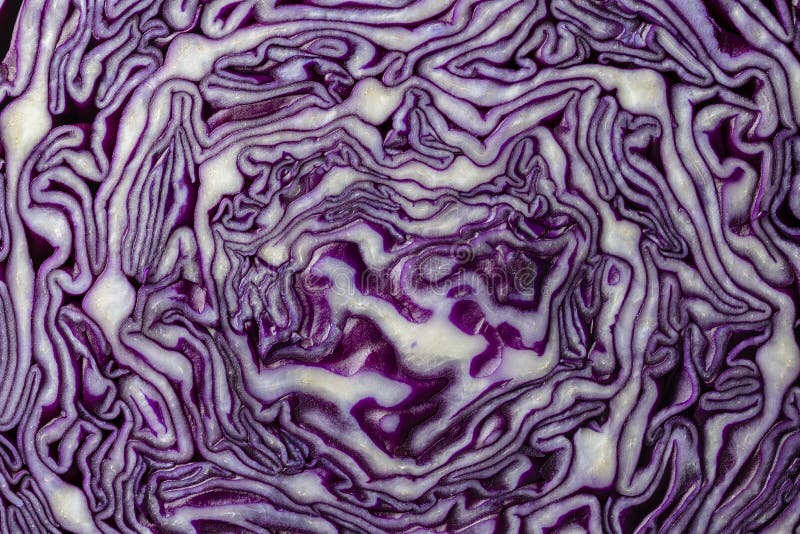 Background of Blue Cabbage in a Section, Macro Photography. Closeup ...