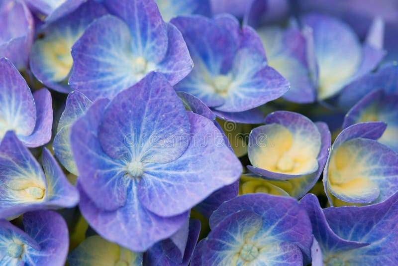 Blue Hydrangeas Close Up in Sunlight Garden. Stock Image - Image of ...