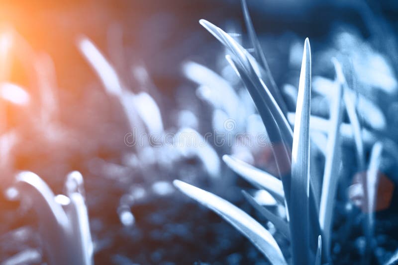 Blue Grass Background with Place for Text. Stock Photo - Image of color ...