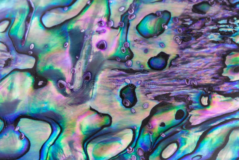 Close Up Shot of Green and Purple Abalone Pearl Shell. Stock Image ...