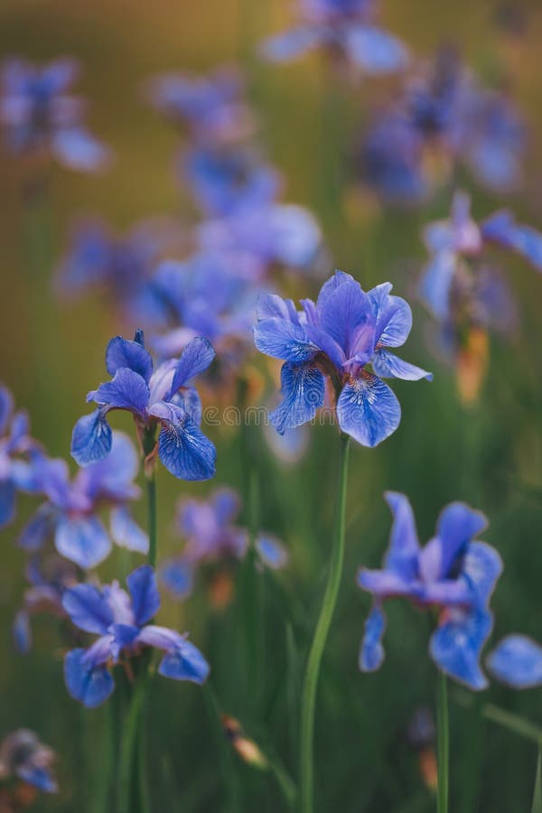 Background with Blue Iris Flowers in Green Grass. Iris Flower Stock ...