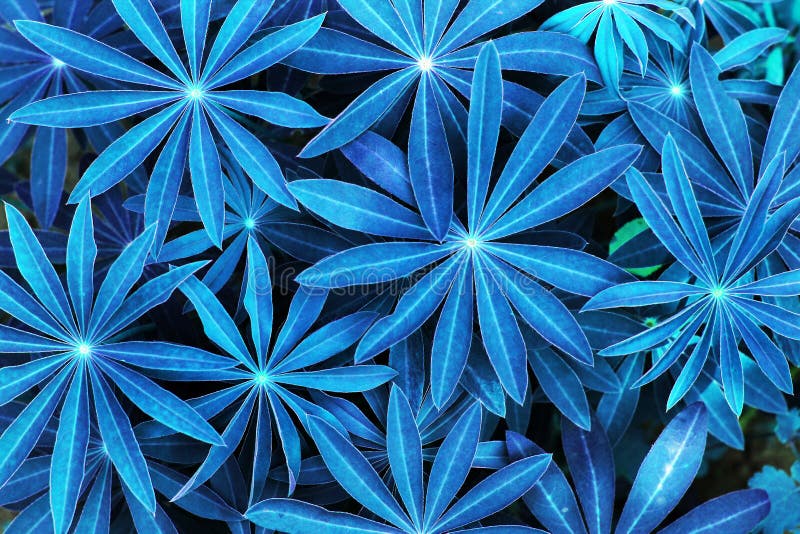 Background of Blue Leaves. Flowers Nature Stock Image - Image of ...