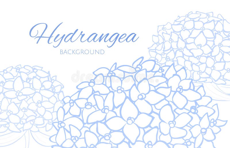Hydrangea Outline Stock Illustrations – 1,087 Hydrangea Outline Stock ...