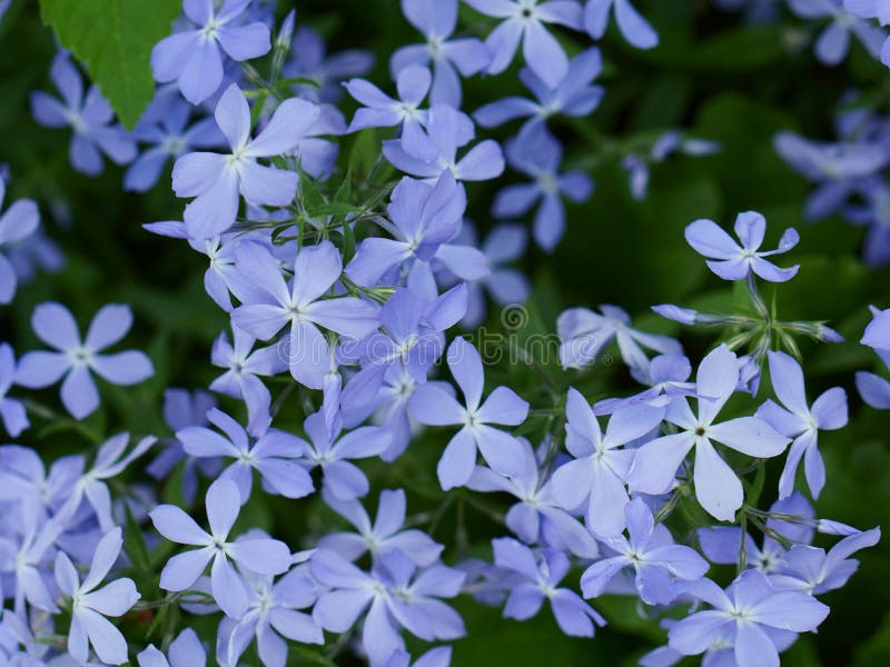 Background of Blue Phlox on the Garden Stock Photo - Image of growth ...