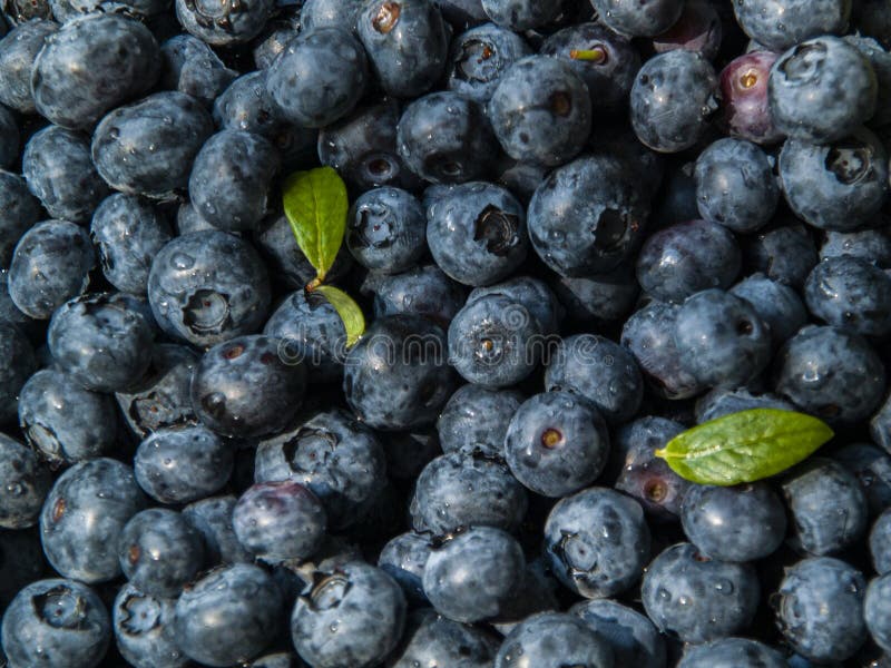 Background of Blue Ripe Blueberries Stock Image - Image of closeup ...