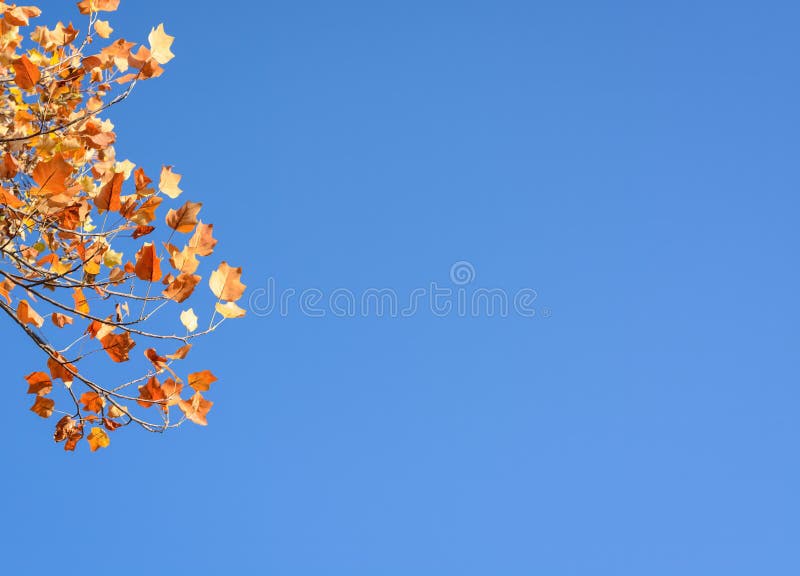 Background with Blue Sky and Autumn Leaves of Tulip Tree Stock Photo ...
