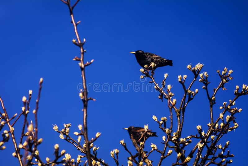 Two Birds in the Spring on a Tree Stock Image - Image of spring, blue ...