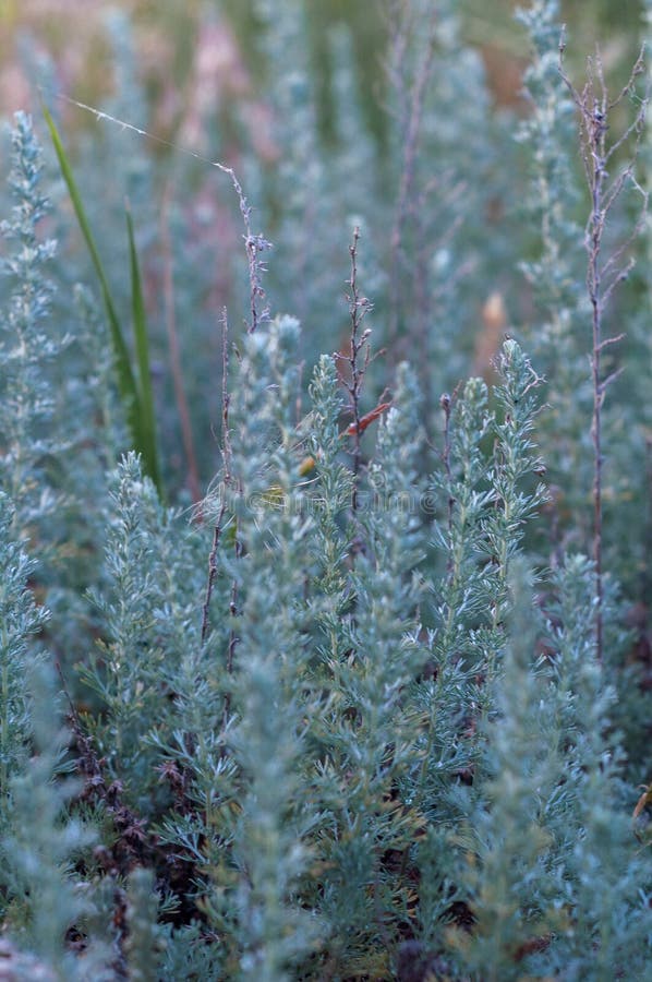 Background of Blue Tall Grass Close Up on a Field Stock Image - Image ...