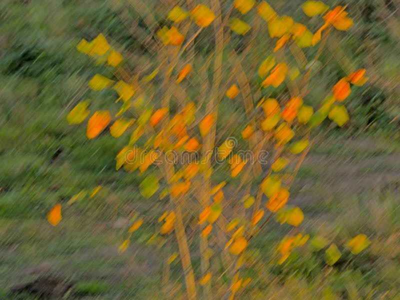 Background Blur in Orange and Green of Tree with Autumn Leaves Stock ...