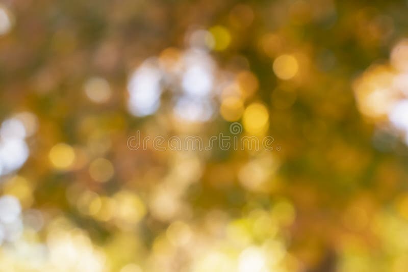 Background - Bokeh Effect of Fall Leaves and Sunshine Stock Photo ...