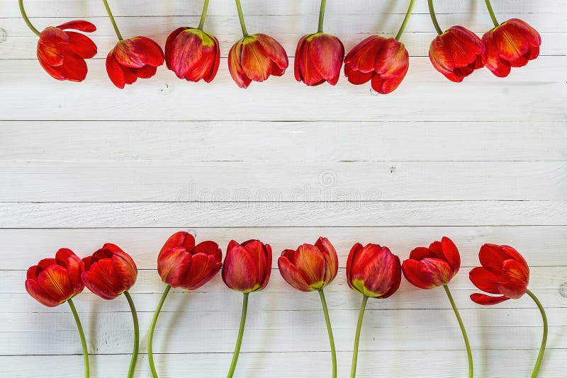 Background with a Border of Red Tulips on a White Painted Boards Stock ...