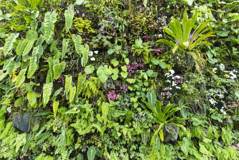 Background of Botanical in Nature Stock Image - Image of plant, light ...