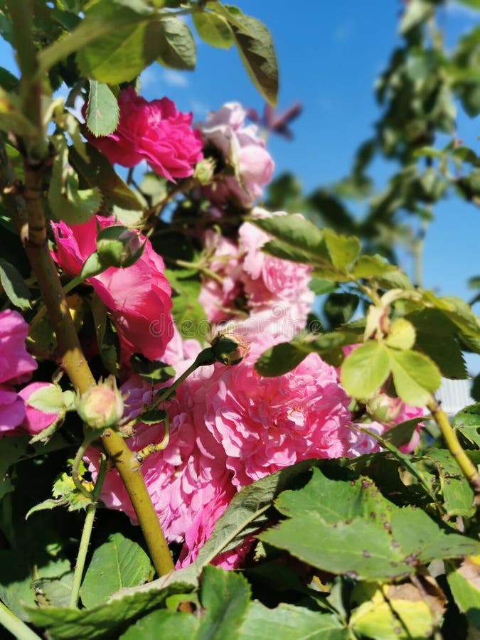 Background of Bouquet of Pink Blooming Rose Bush. Stock Photo - Image ...