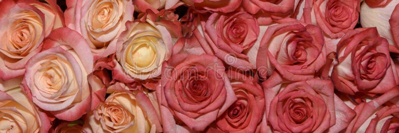 Background of Bouquets of Flowers. Roses. Design. Panorama. Close Up ...