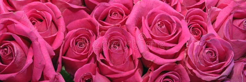 Background of Bouquets of Flowers. Roses. Panorama/ Design. Close Up ...